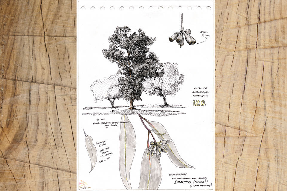 Portrait: an urban tree diary | Offerman Woodshop