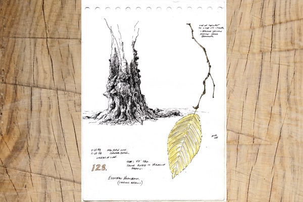 Portrait: an urban tree diary | Offerman Woodshop